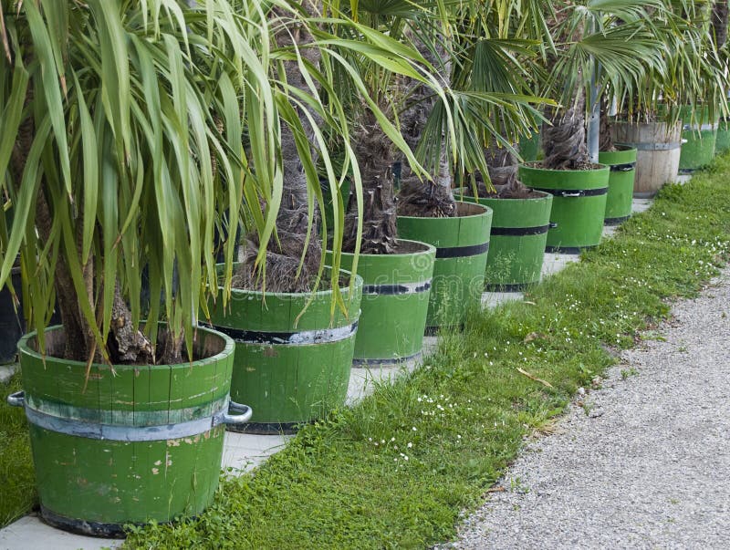 Row of palm tree seedlings stock image. Image of tree - 9653089
