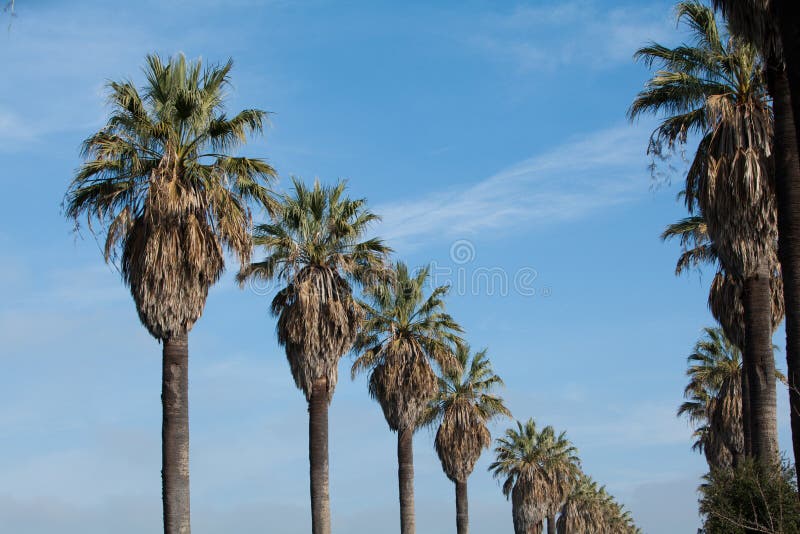 Row Of Palm Trees Picture. Image: 18077773