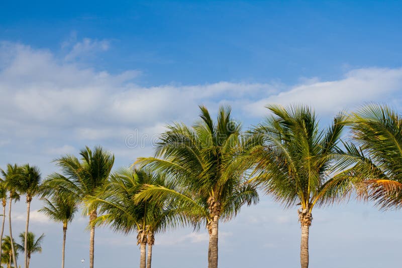 Row of palm trees stock photo. Image of plant, florida - 23288456