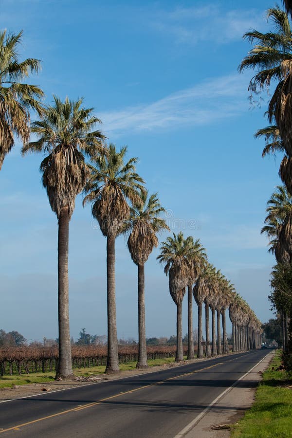 Row of Palm Trees Along Side a Road Stock Image - Image of palm, south ...