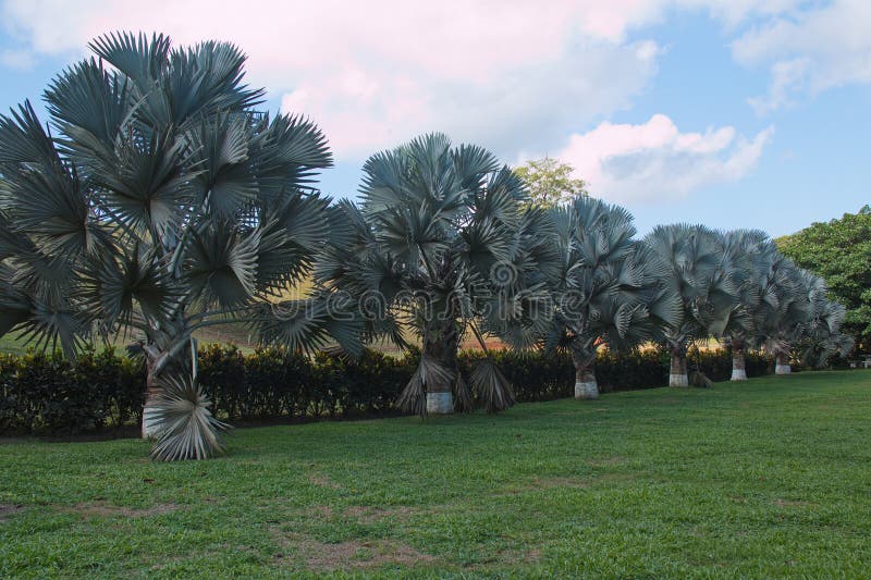 Row of Palm Trees in Costa Rica Stock Image - Image of costa, palm ...