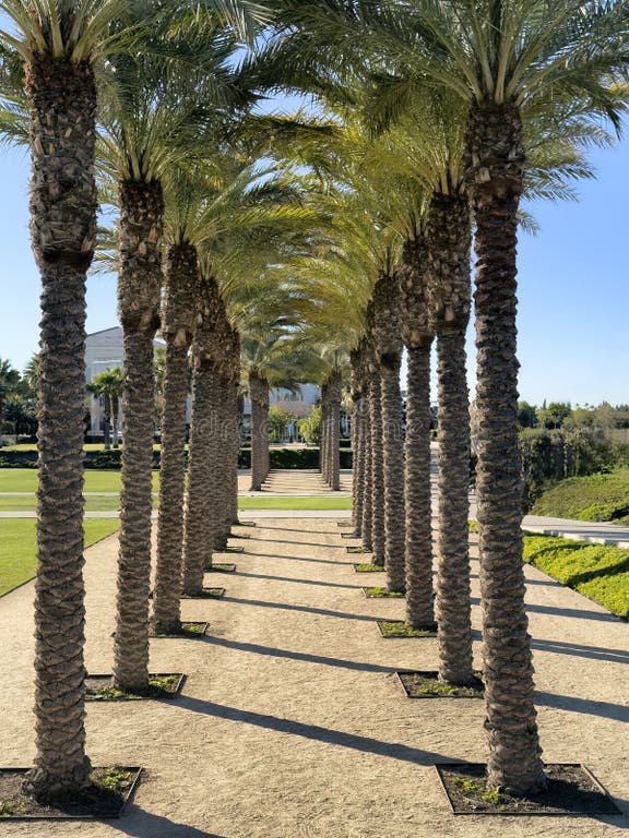 Row of Palm Trees Forming an Arch Pathway Stock Photo - Image of hike ...