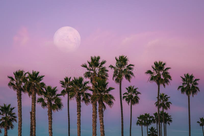 Row of Palm Trees by the Ocean with Full Moon at Sunset Stock Image ...