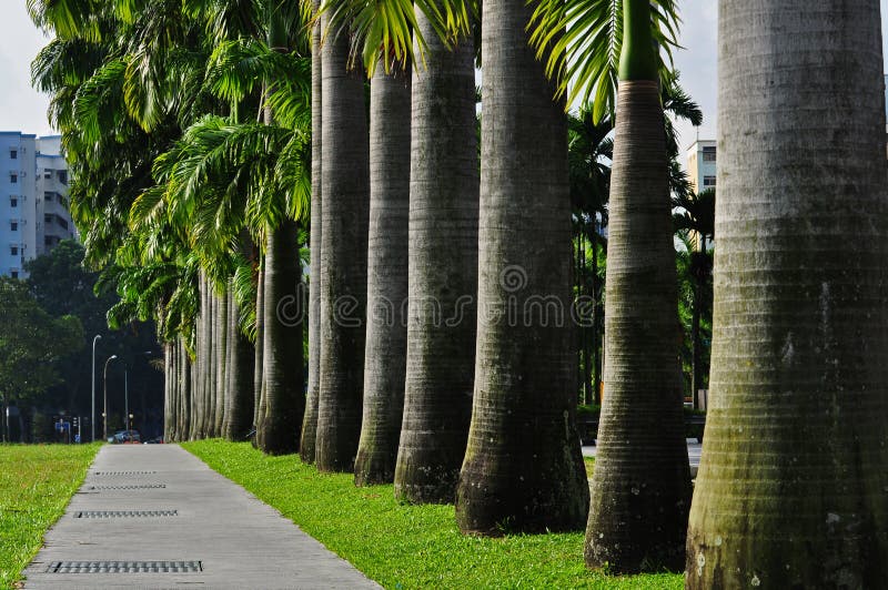 Row of Palm Trees in the Park Stock Image - Image of outdoor, tall ...