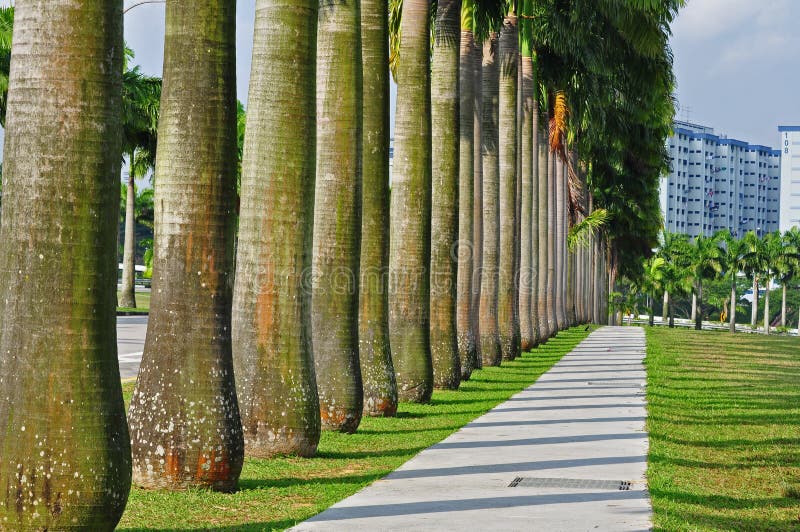 Row of Palm Trees in the Park Stock Image - Image of palm, plant: 11910741