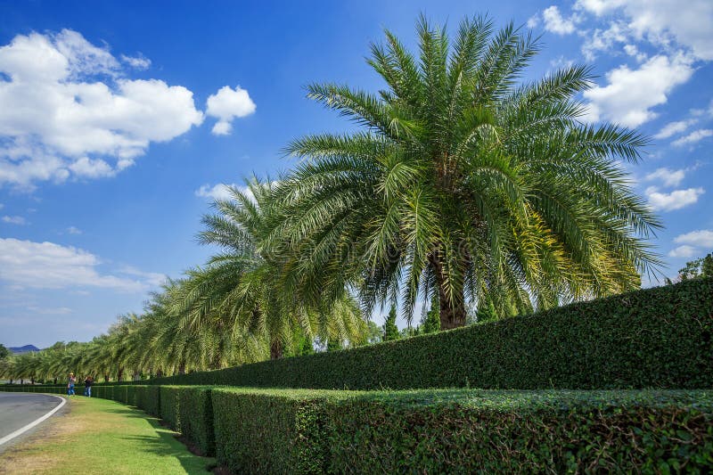 Row of palm trees. stock photo. Image of tree, vacation - 273746934