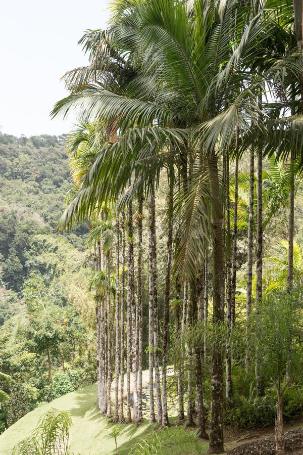 Row of Palm Trees in the Park Stock Photo - Image of caribbean, summer ...