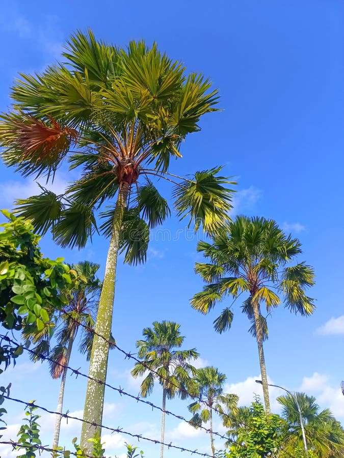 A Row of Palm Trees in the Road Area Stock Photo - Image of jungle ...