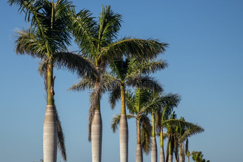 Row of Palm Trees stock image. Image of natural, resort - 270927631