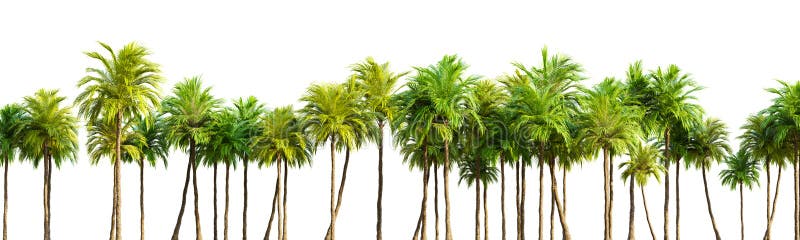 Row of Palm Trees on White Transparent Background. 3D Rendering ...