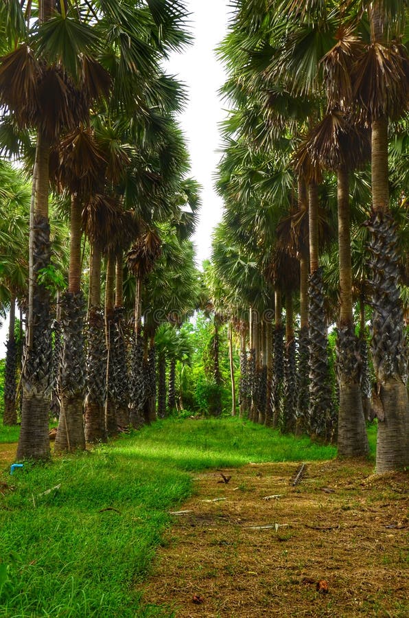 Palmyra trees stock image. Image of tree, south, trees - 31754003