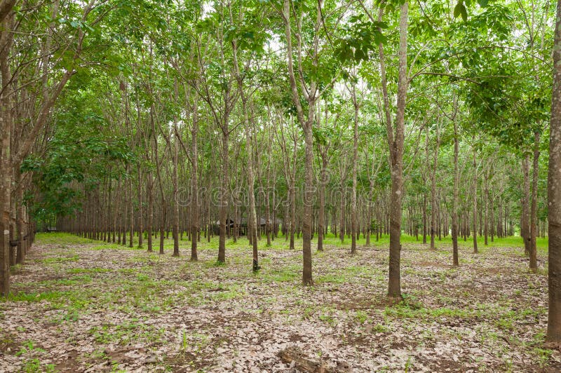 Row of Para Rubber Plantation in South of Thailand,rubber Trees Stock ...