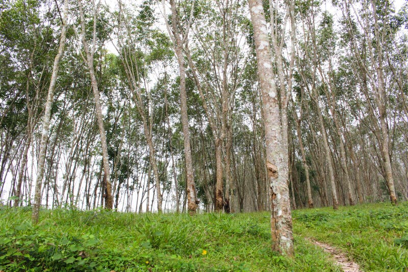 Row of Para Rubber Tree in Agriculture Farm Stock Photo - Image of ...