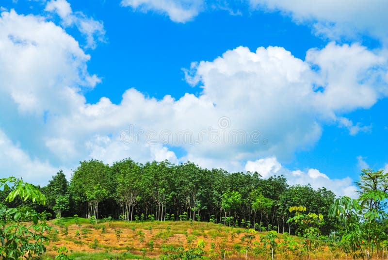 Row of para rubber tree stock image. Image of agriculture - 43683369