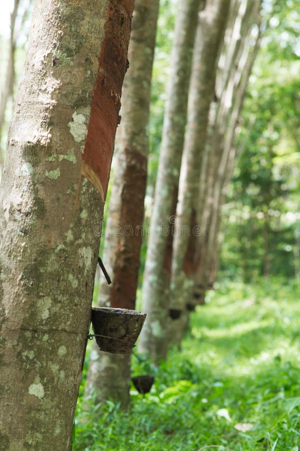 Rubber Tree Background in Deep Forest Stock Photo - Image of green ...