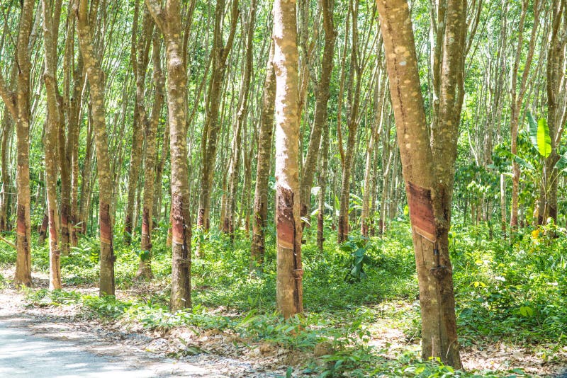 Row of para rubber trees stock photo. Image of industrial - 36790852