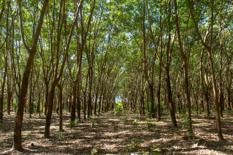 Row of Para Rubber Tree. Rubber Plantation Background Stock Photo ...
