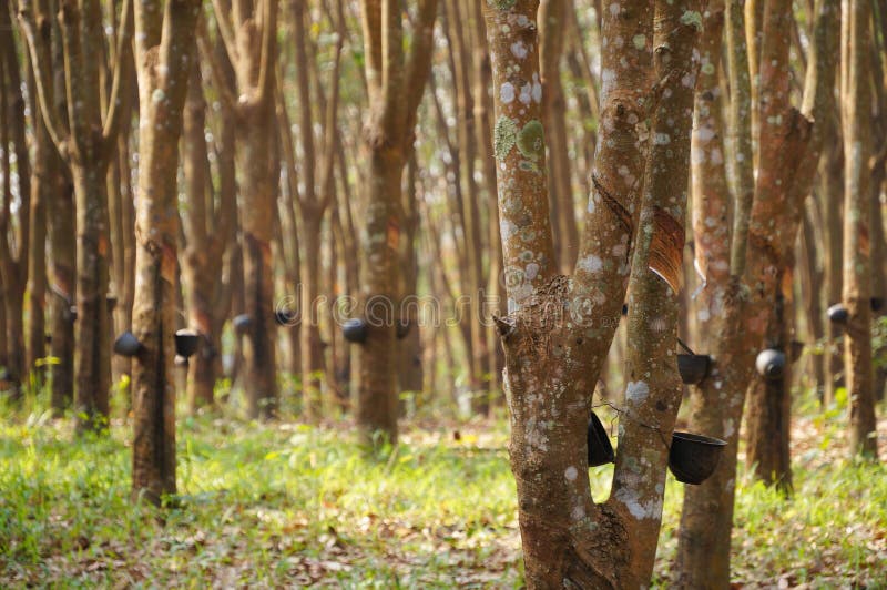 Row of Para Rubber Tree in Plantation Rubber Tapping. Stock Photo ...