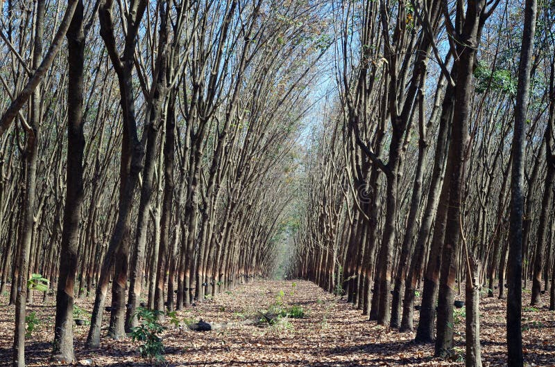 Row of para rubber tree stock image. Image of milk, agriculture - 111790455