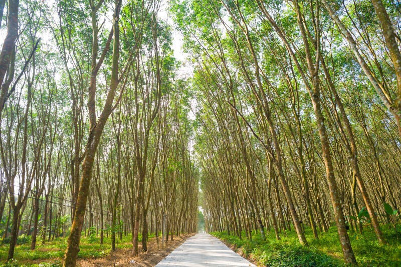 Row of para rubber trees stock photo. Image of industrial - 36790852