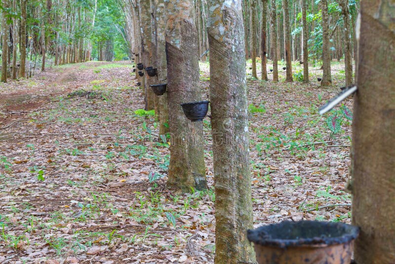 Row of para rubber tree stock image. Image of latex, elastic - 54556577