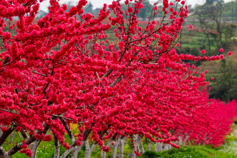 A Row of Peach Trees are Blooming Red Peach Blossoms in the Orchard in ...