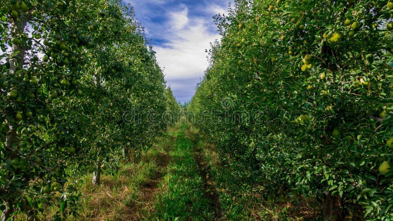 Row of Pear Trees. Several Pears are Seen Hanging from the Tree ...