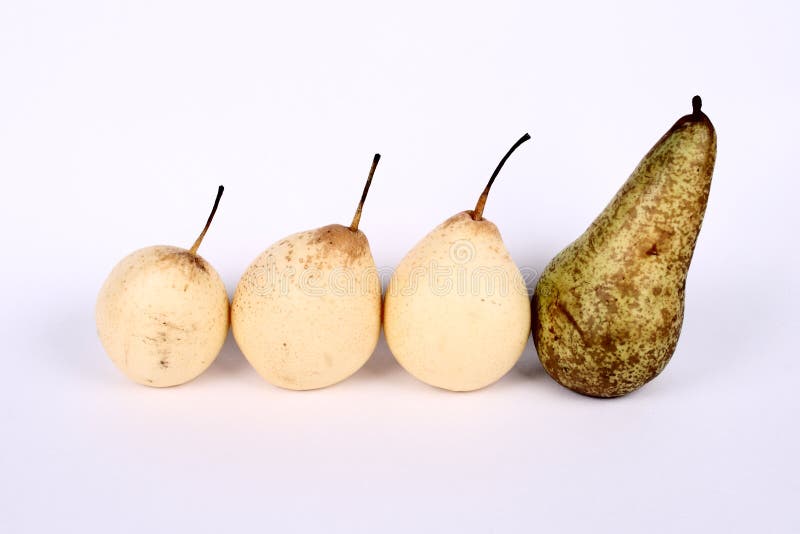 Row of pears stock image. Image of food, lunch, nutrition - 7578781