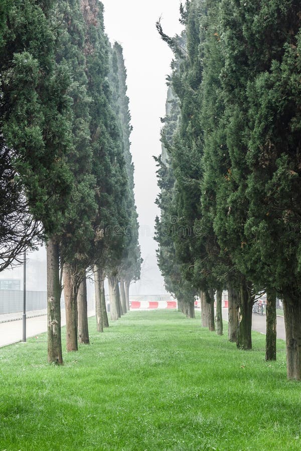 Pine Tree Row stock image. Image of season, pine, light - 17027253