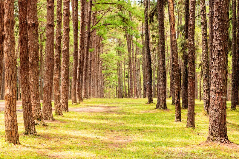 Row of pine trees stock photo. Image of scene, fable - 127198632