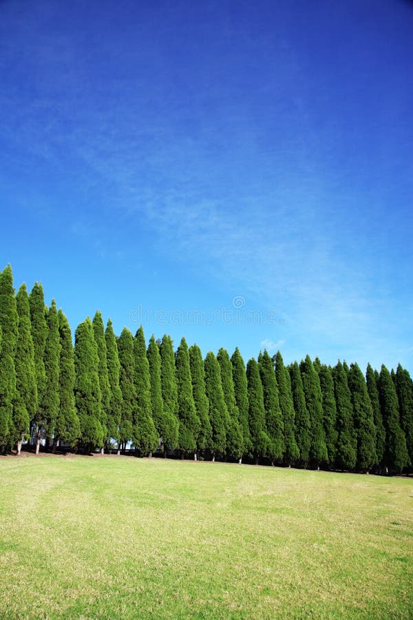 Row of pine trees stock image. Image of green, alpine - 12751455