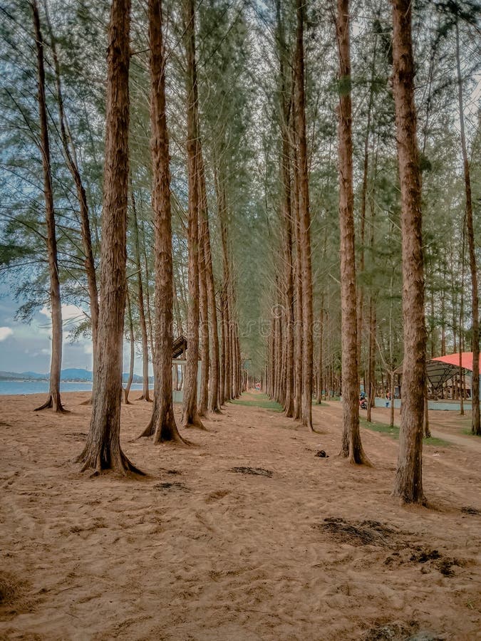 Row of Pine Trees on the Beach Stock Photo - Image of pine, beach ...