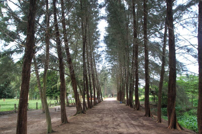 Row of pine trees stock image. Image of deciduous, river - 293896071