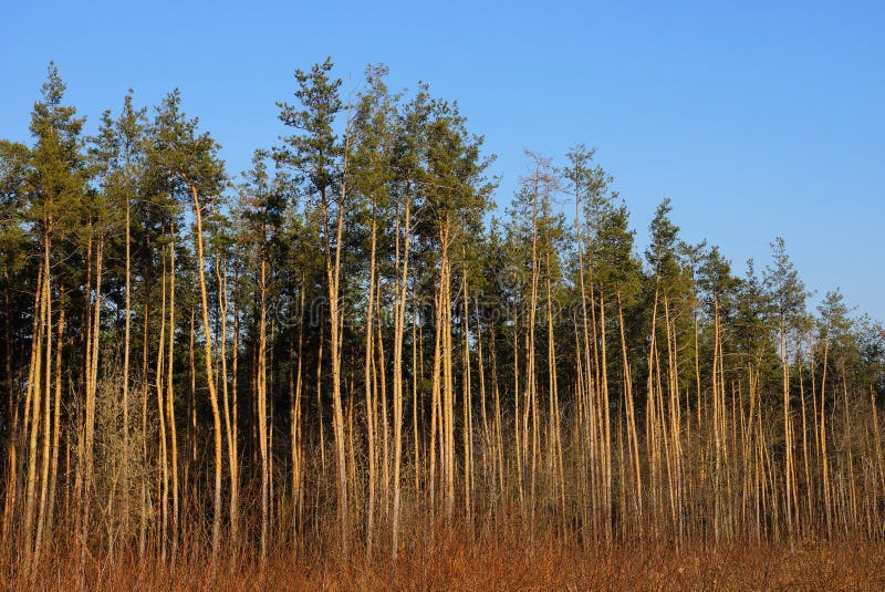 A Row of Pine Trees on the Edge of the Forest Against the Sky Stock ...