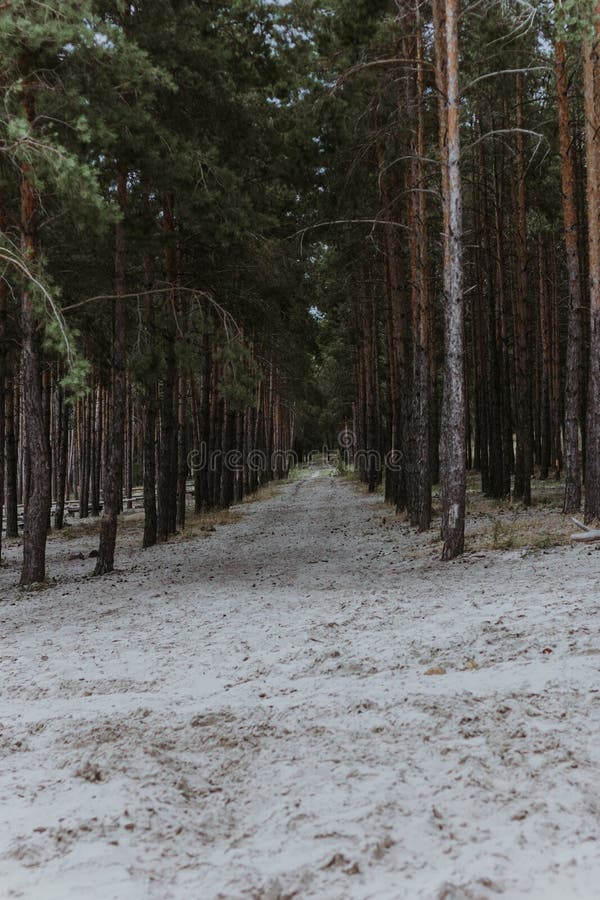 Row of pine trees stock image. Image of scenery, grow - 193497127