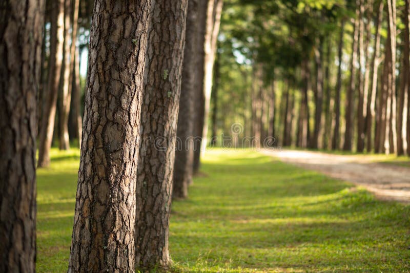 A Row of Pine Trees in Forest with Green Grass Stock Photo - Image of ...