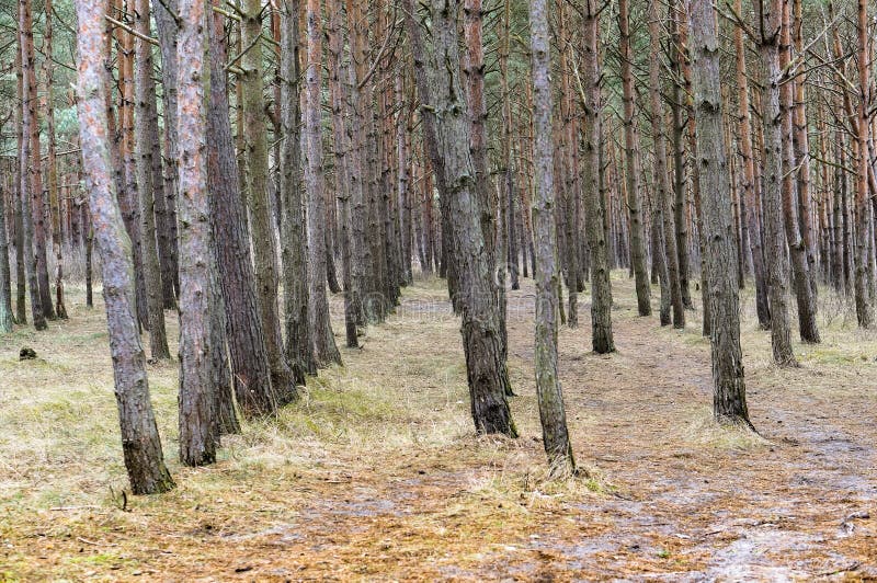A Row of Pine Trees in the Forest Stock Image - Image of trees ...