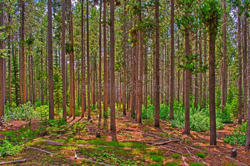 Row of Pine Trees in the Forest on a Sunny Day Stock Image - Image of ...