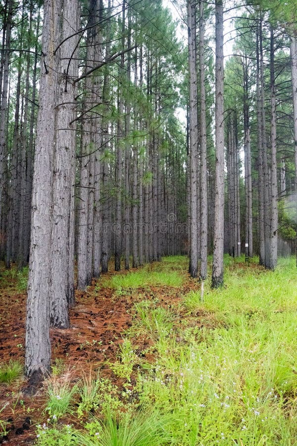 Row of Pine Trees Desktop Wallpaper Stock Photo - Image of wallpaper ...