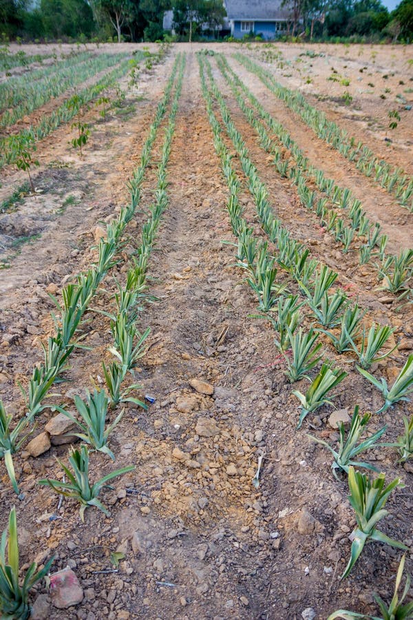 The row of pineapple tree stock image. Image of farm - 39944153