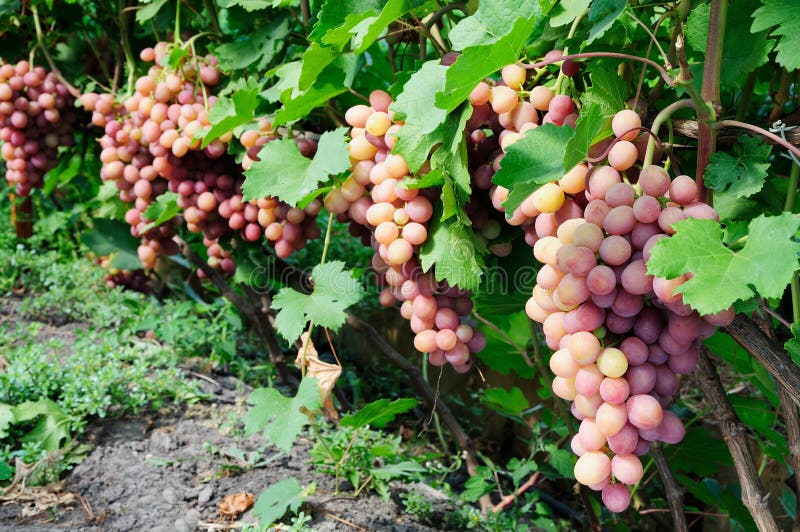 Cluster Of Pink Grape On Vine Stock Image - Image of raceme, country ...