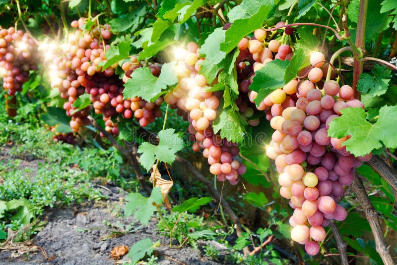 Cluster Of Pink Grape On Vine Stock Image - Image of raceme, country ...