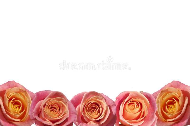 Row of pink roses. stock image. Image of bloom, flower - 214521269