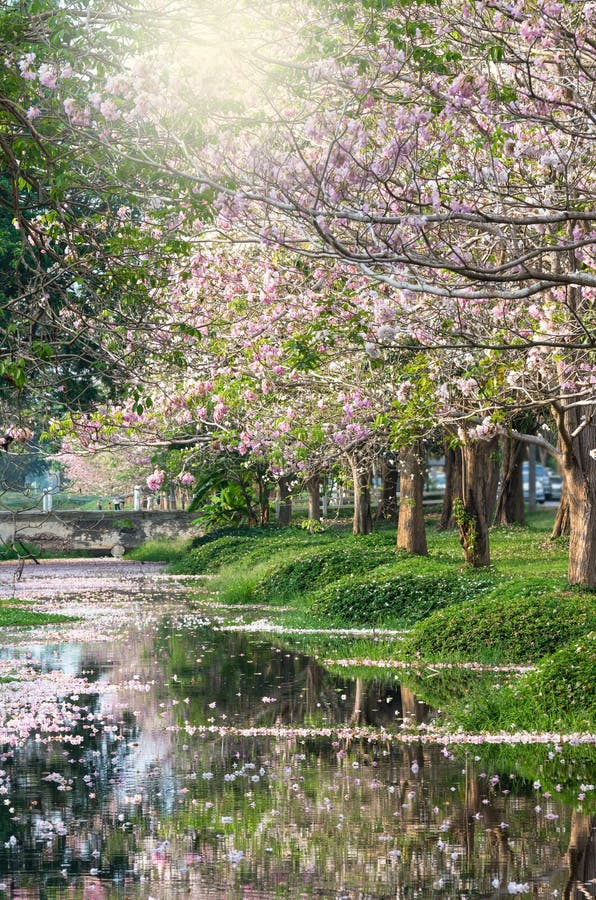 Row of Pink Trumpet Tree in the Park with Lake Stock Photo - Image of ...