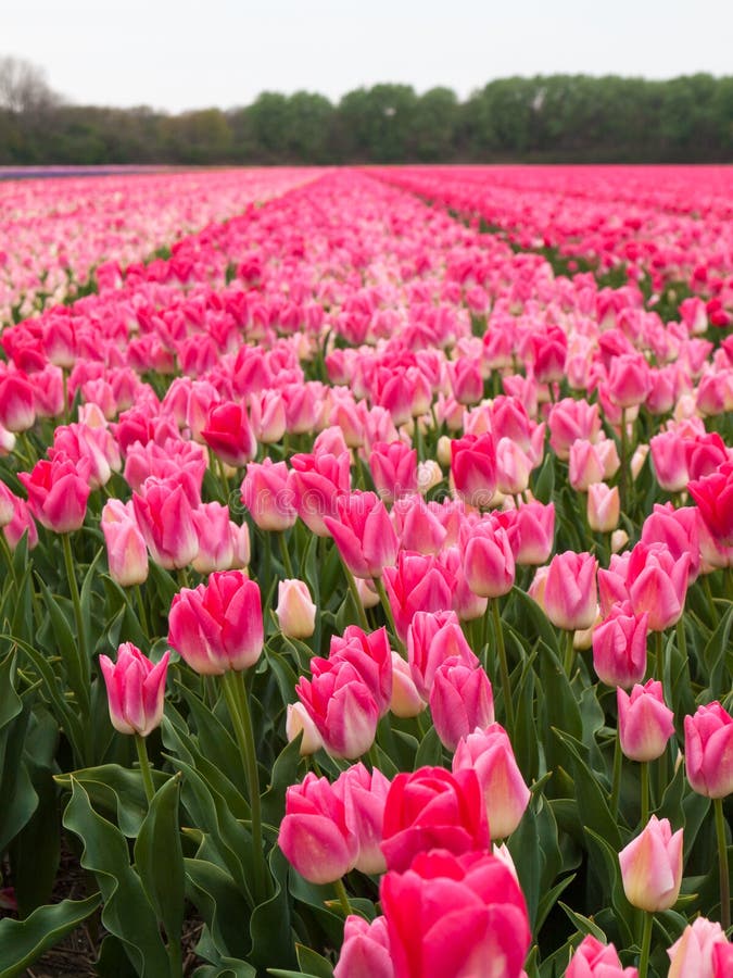Row of pink tulips stock image. Image of tulip, farming - 39849983