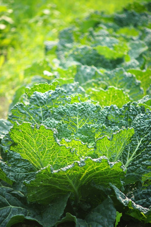 Cabbage Leaves with through Light Stock Photo - Image of chlorophyll ...