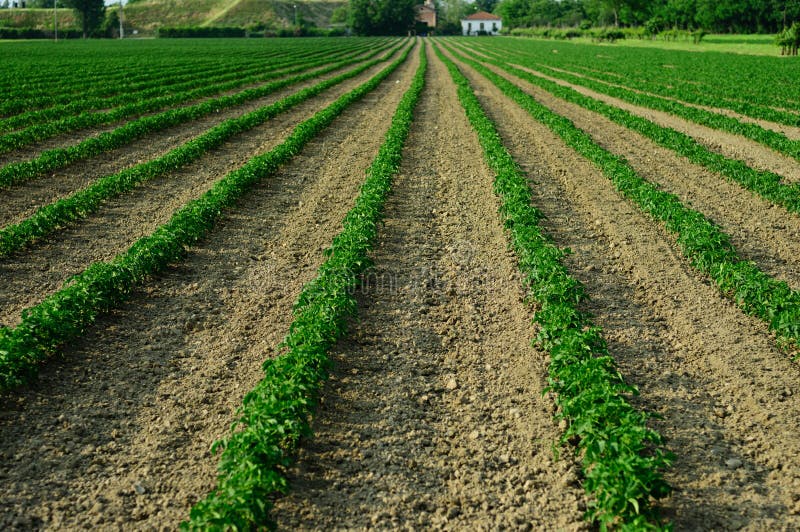 Row of plants in a field stock photo. Image of coltivazioni - 27494784