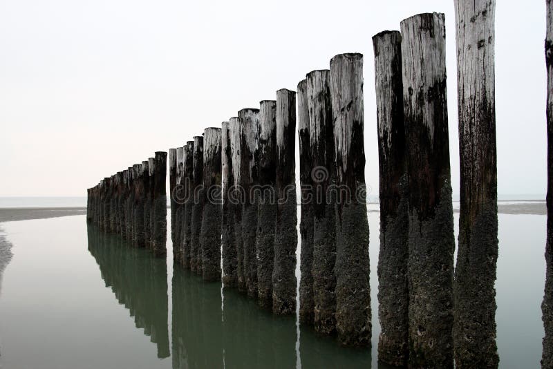 Row of poles on the beach stock photo. Image of world - 31314052