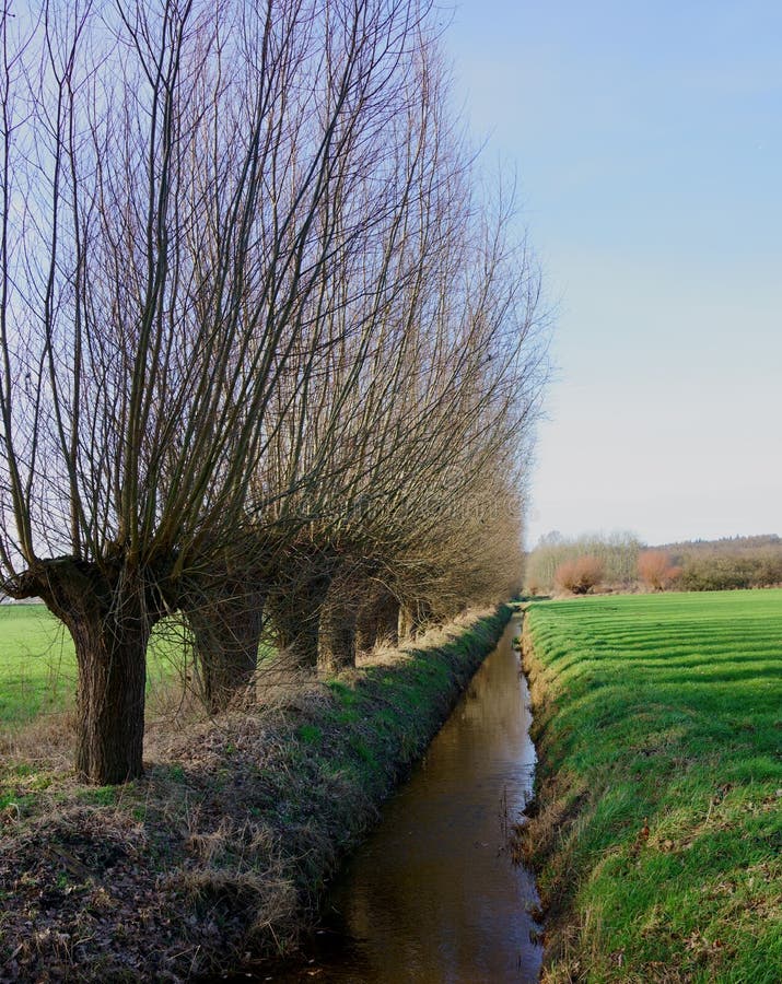 Row of Pollard Willow Trees with Water Stock Photo - Image of ...