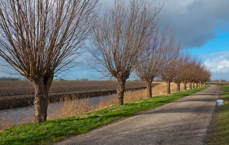 Row of pollard willows stock image. Image of netherlands - 22392849